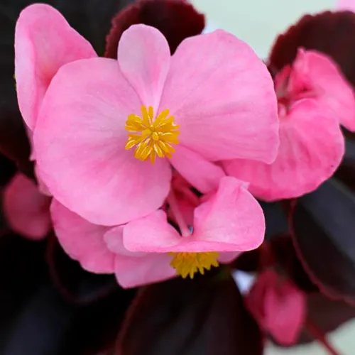 Bégonia semperflorens 'Senator Pink' - Ferme Idée Concept Lévis