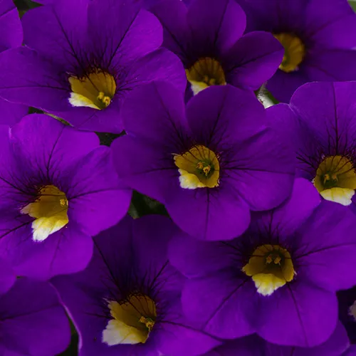 Calibrachoa 'Calitastic® Violaceous' - Ferme Idée Concept Lévis