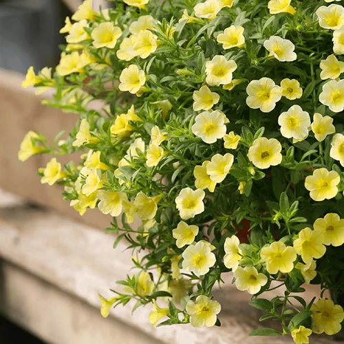 Calibrachoa 'Million Bells® Trailing Yellow' - Ferme Idée Concept Lévis