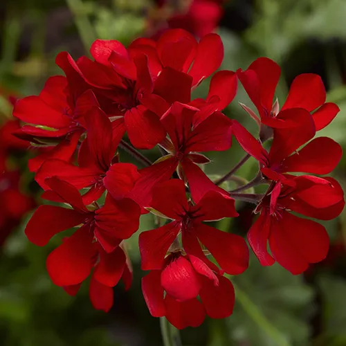 Géranium 'Cascade Dark Red' - Ferme Idée Concept Lévis