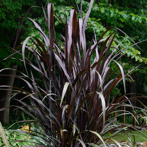 Pennisetum pourpre 'First Knight™' - Ferme Idée Concept Lévis