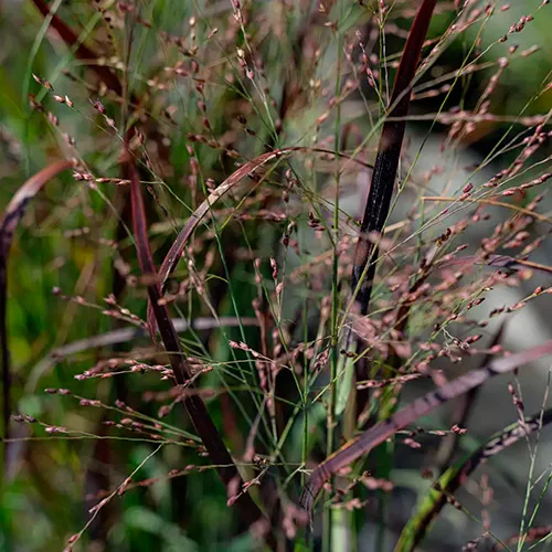 Panic raide 'Prairie Fire' - Ferme Idée Concept Lévis